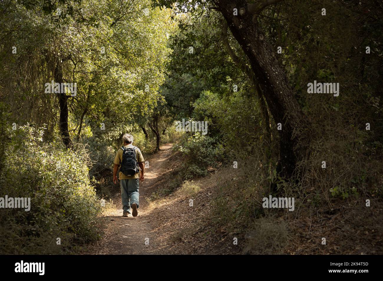 backpacker walking in a forest, Galilee, israel Stock Photo - Alamy