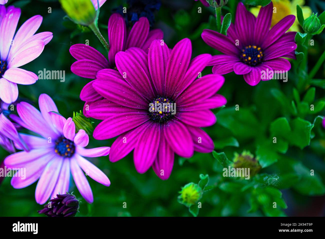 The top view of exotic Dimorphotheca ecklonis flowers blooming with ...