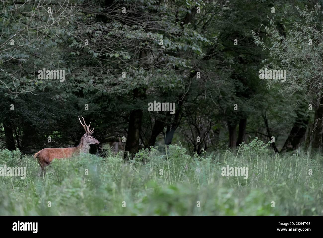 Wild Alps, red deer male in the forest at dusk (Cervus elaphus Stock ...