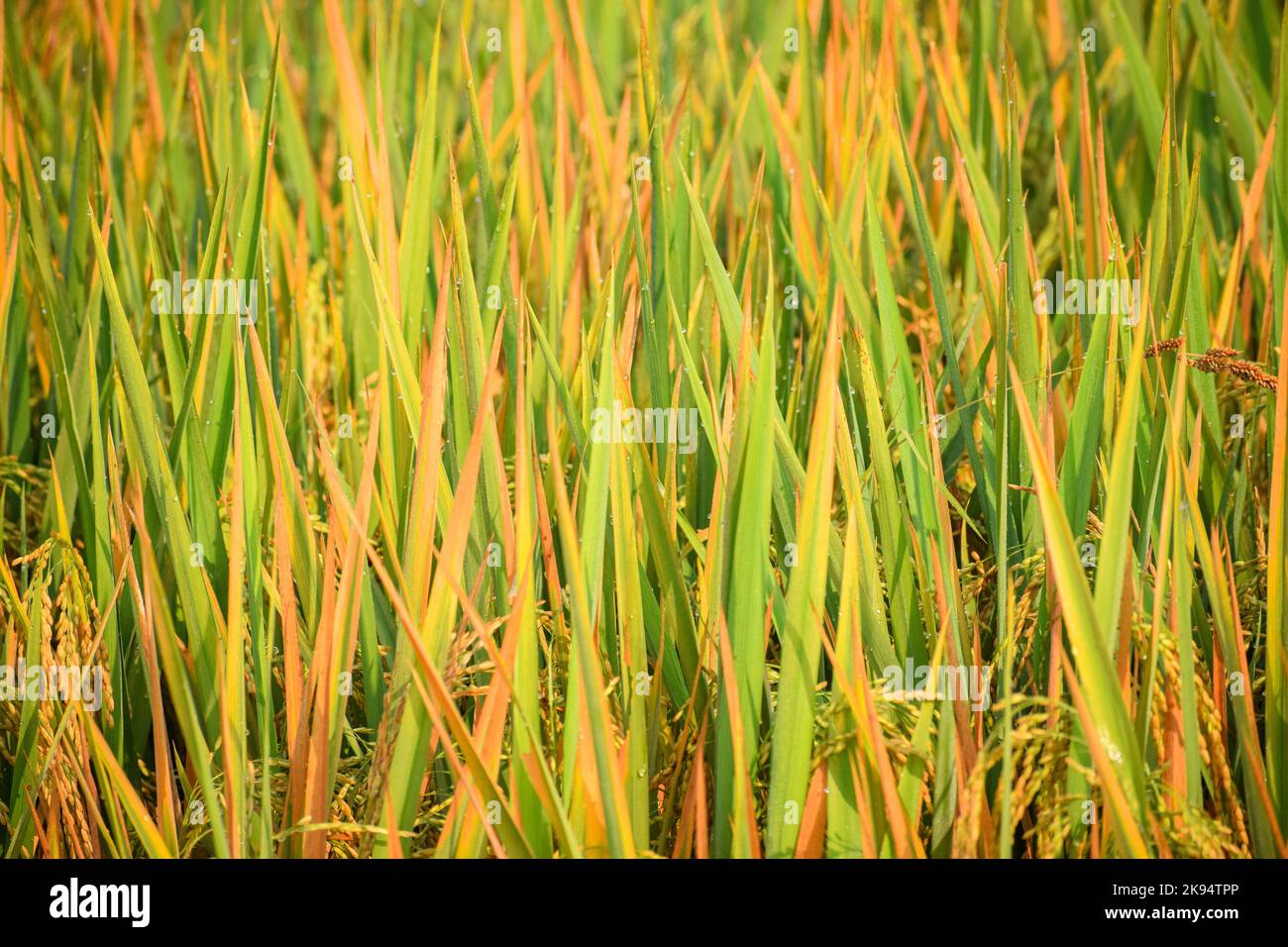 Rural rice field green grass hi-res stock photography and images - Alamy