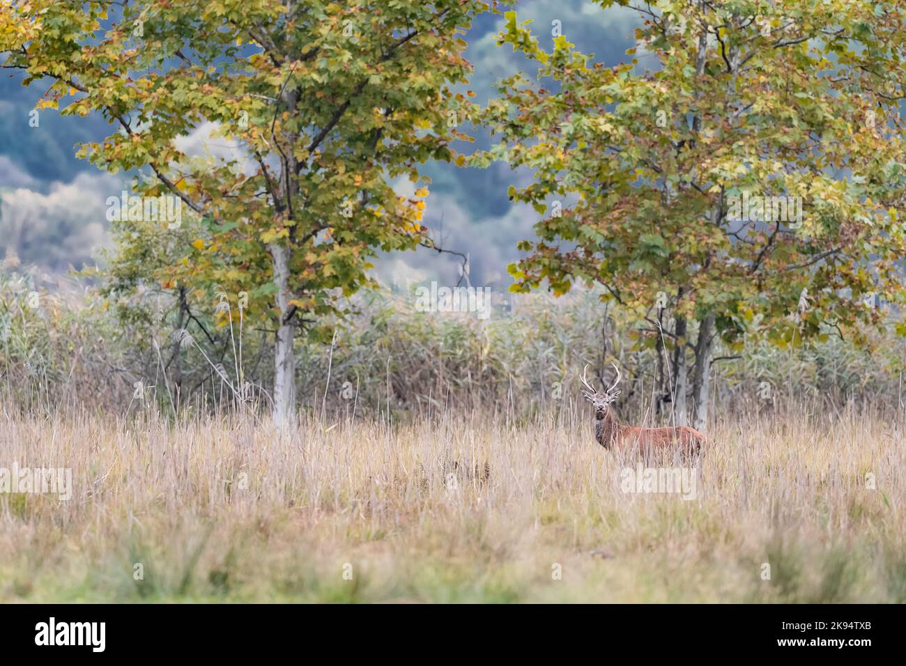 Red deer in reeds hi-res stock photography and images - Alamy