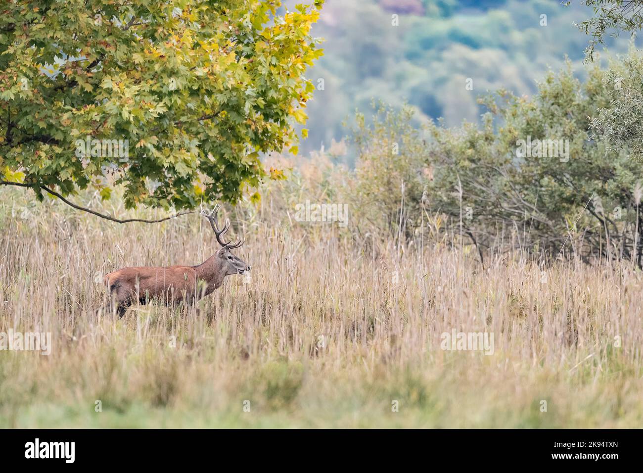 Red deer in reeds hi-res stock photography and images - Alamy