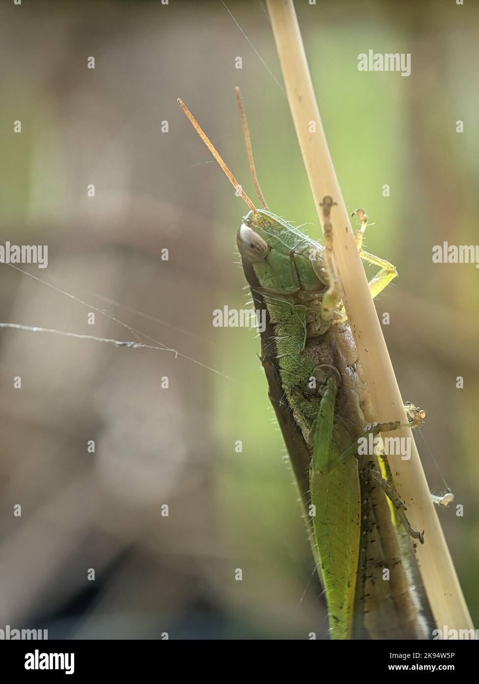 The vertical macro view of a green Grasshopper climbing on a plant ...