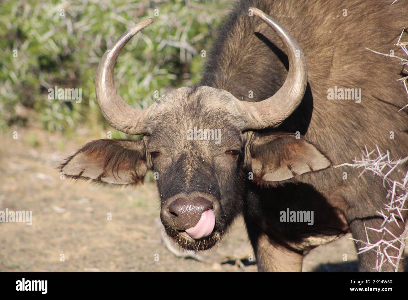 An African buffalo with longhorn Stock Photo - Alamy