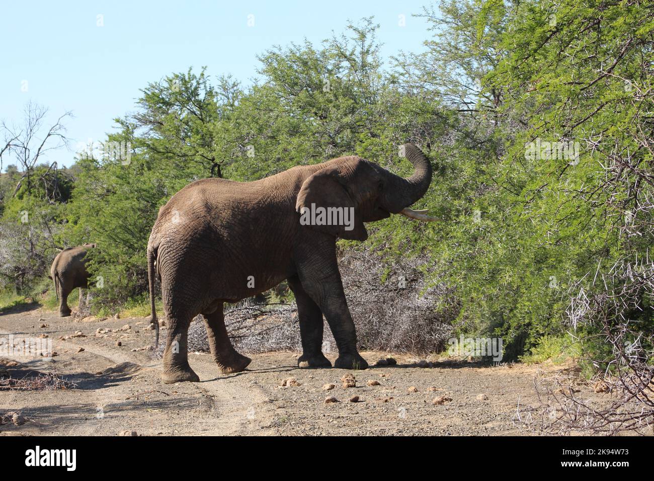 Elephant eating leaves from tree hi-res stock photography and images ...