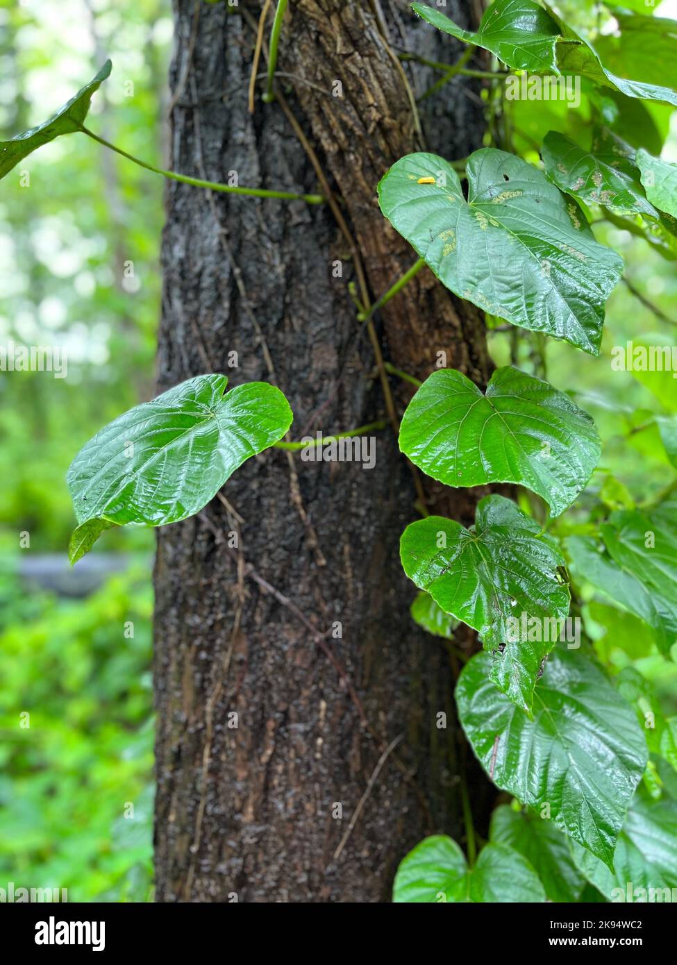 Bulbifera hi-res stock photography and images - Alamy