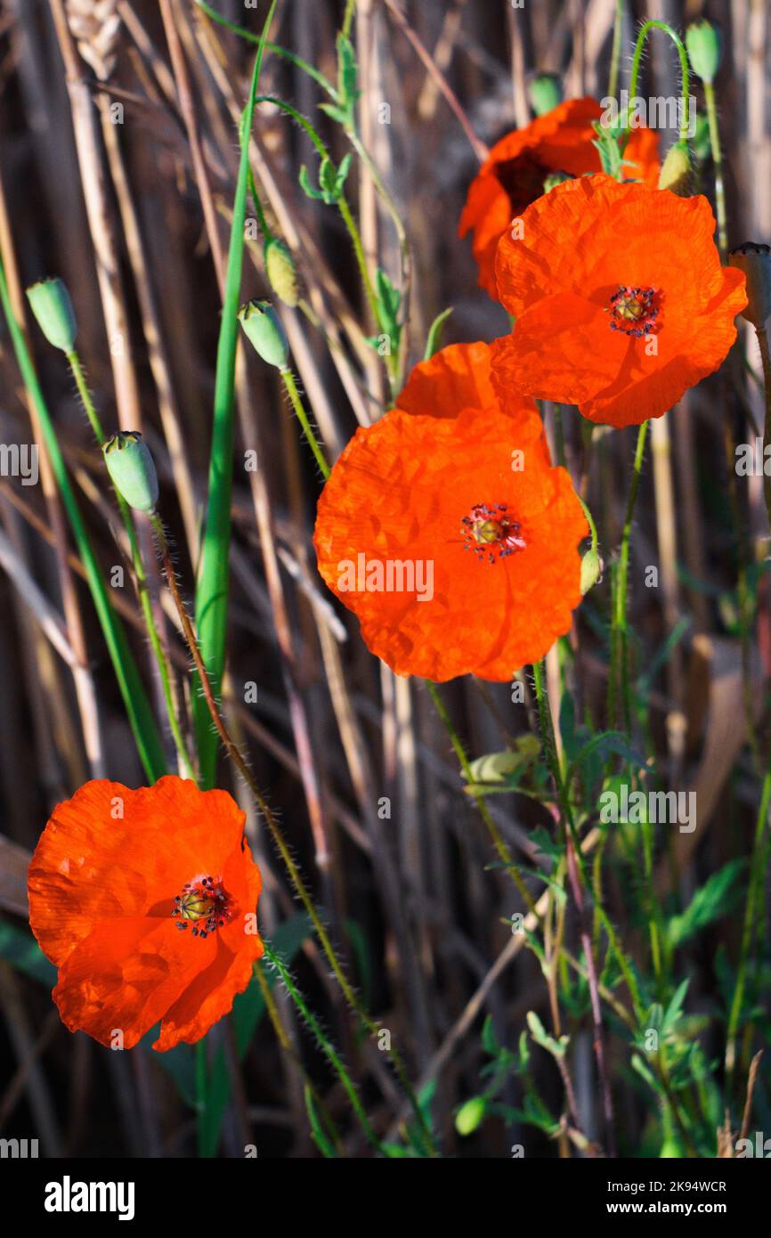 The wild red tulips in the field Stock Photo - Alamy