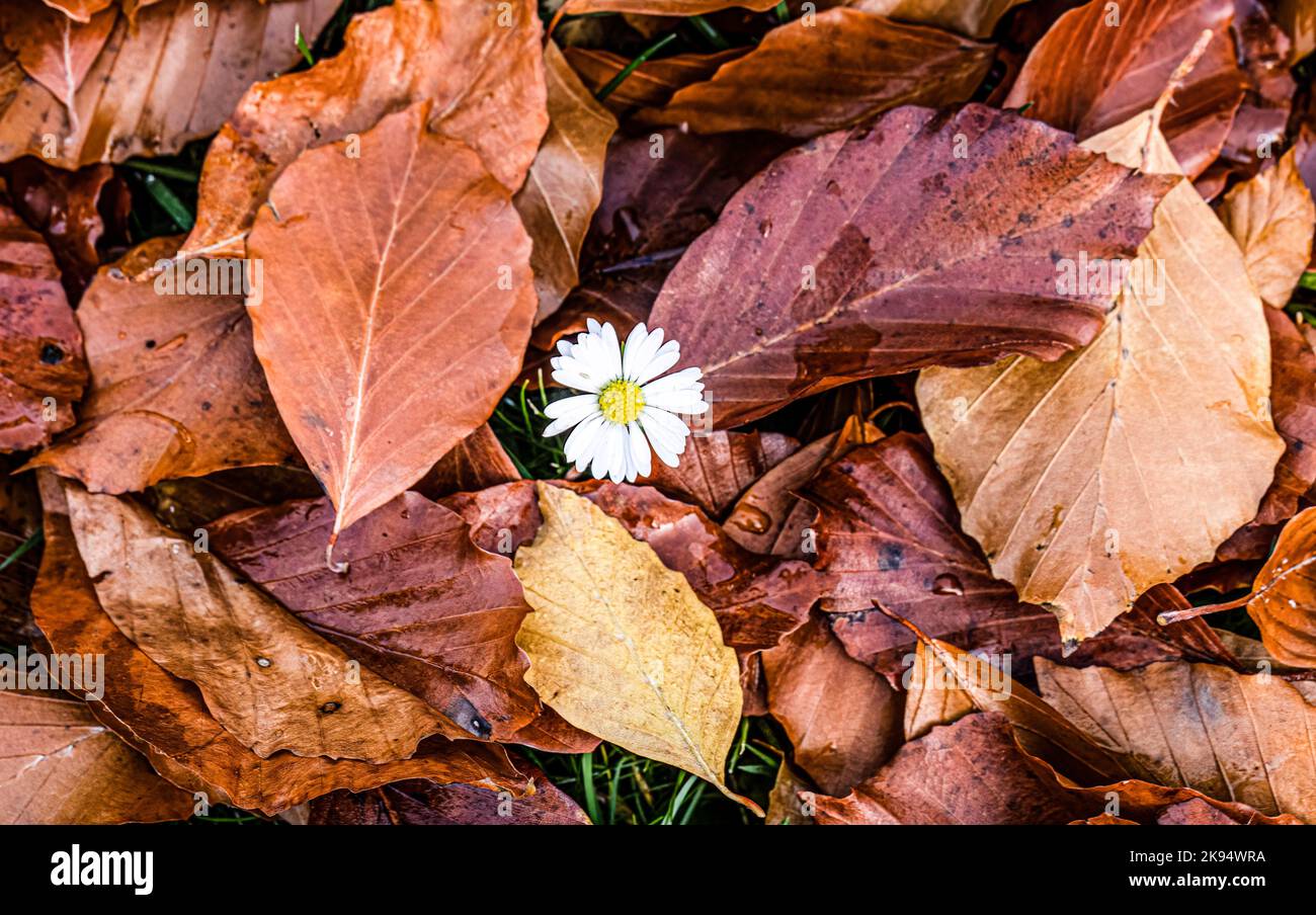 A single daisy amongst fall-autumn leaves on a grass field Stock Photo ...