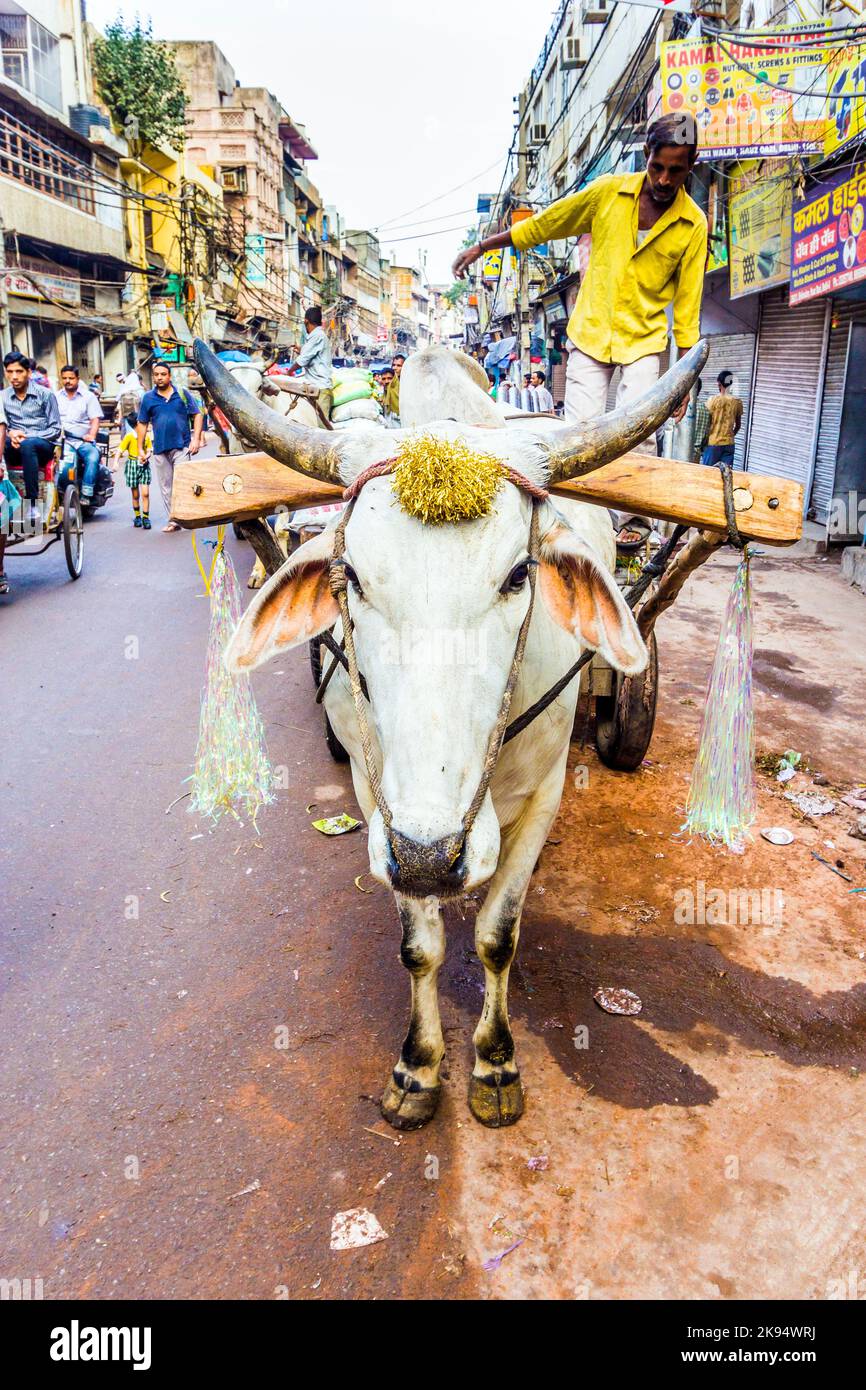 DELHI, INDIA - NOV 9: Ox cart transportation on early morning on ...