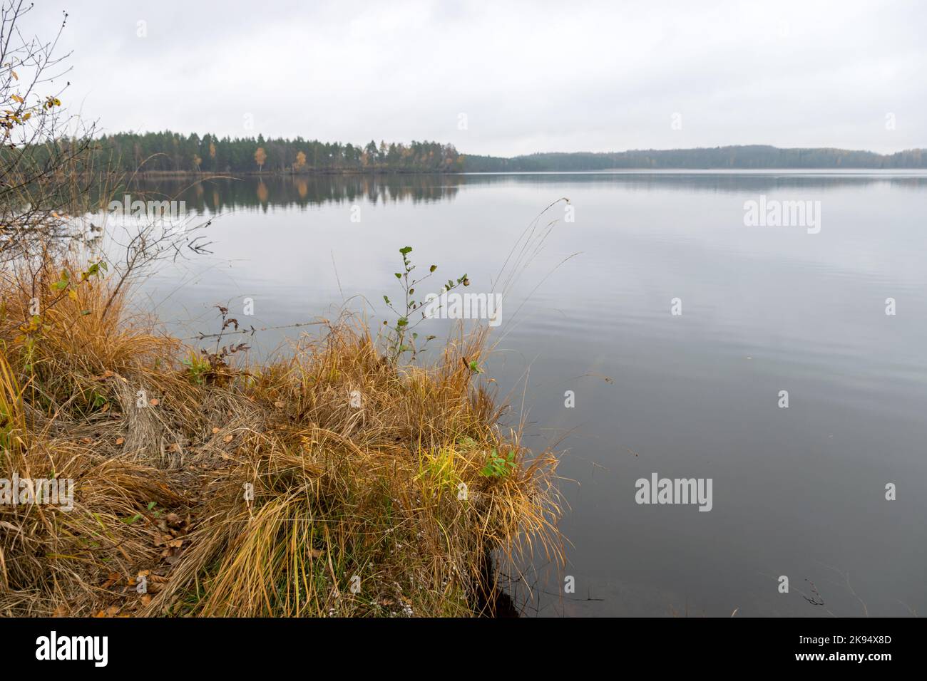 rainy gray autumn landscape from the lake, gray sky, calm water, fallen ...