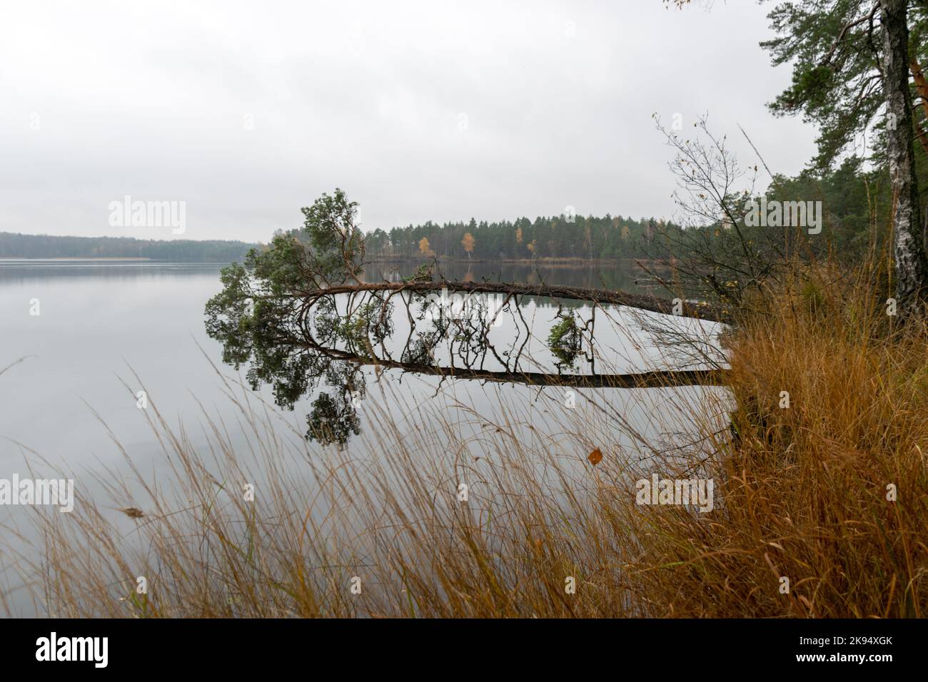 rainy gray autumn landscape from the lake, gray sky, calm water, fallen ...