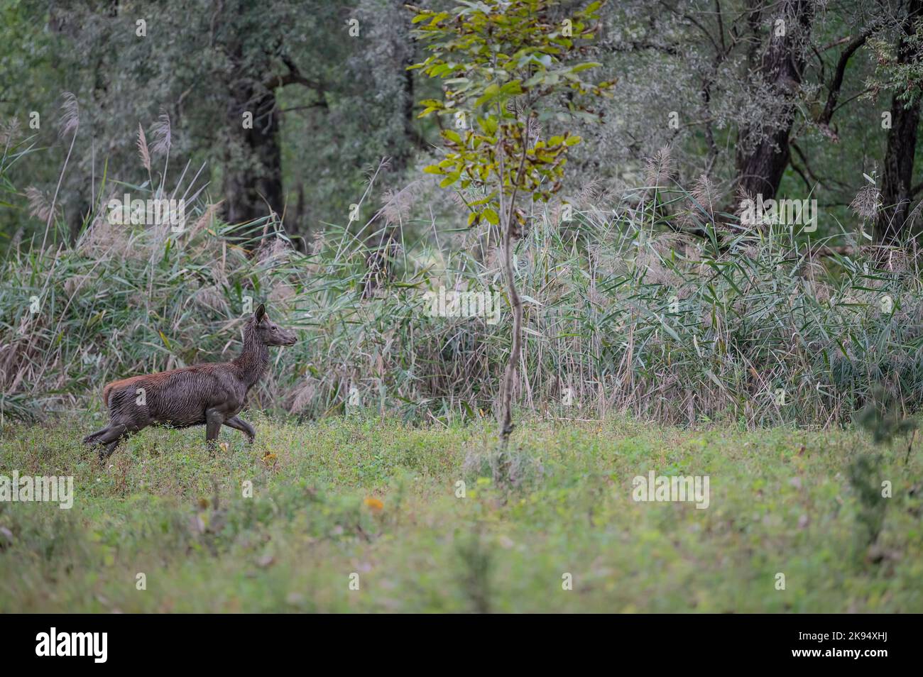 The muddy young deer (Cervus elaphus Stock Photo - Alamy