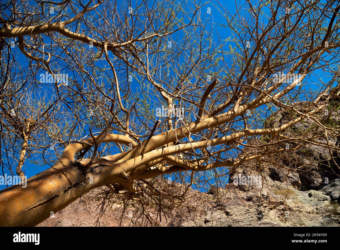 Huge dead tree from the desert Stock Photo - Alamy