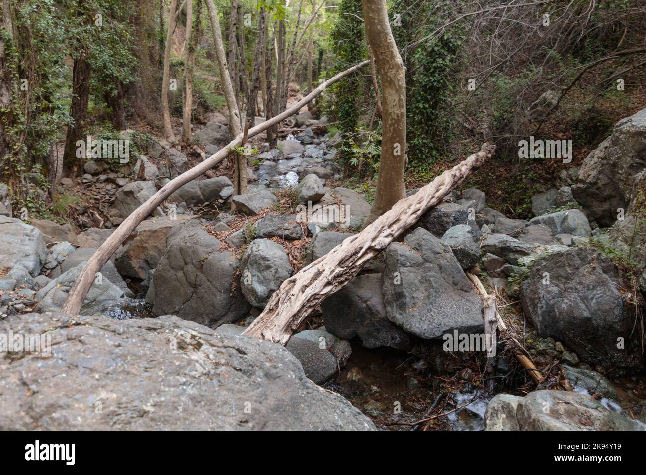 Mountain stream river with riffles in forest Stock Photo - Alamy