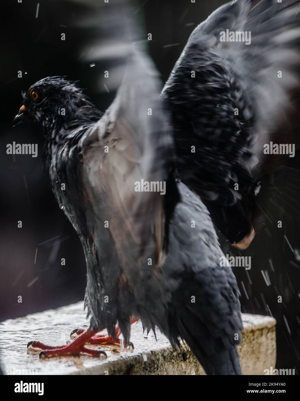 In a flap as a rain sodden pigeon takes a pounding from the rain in ...