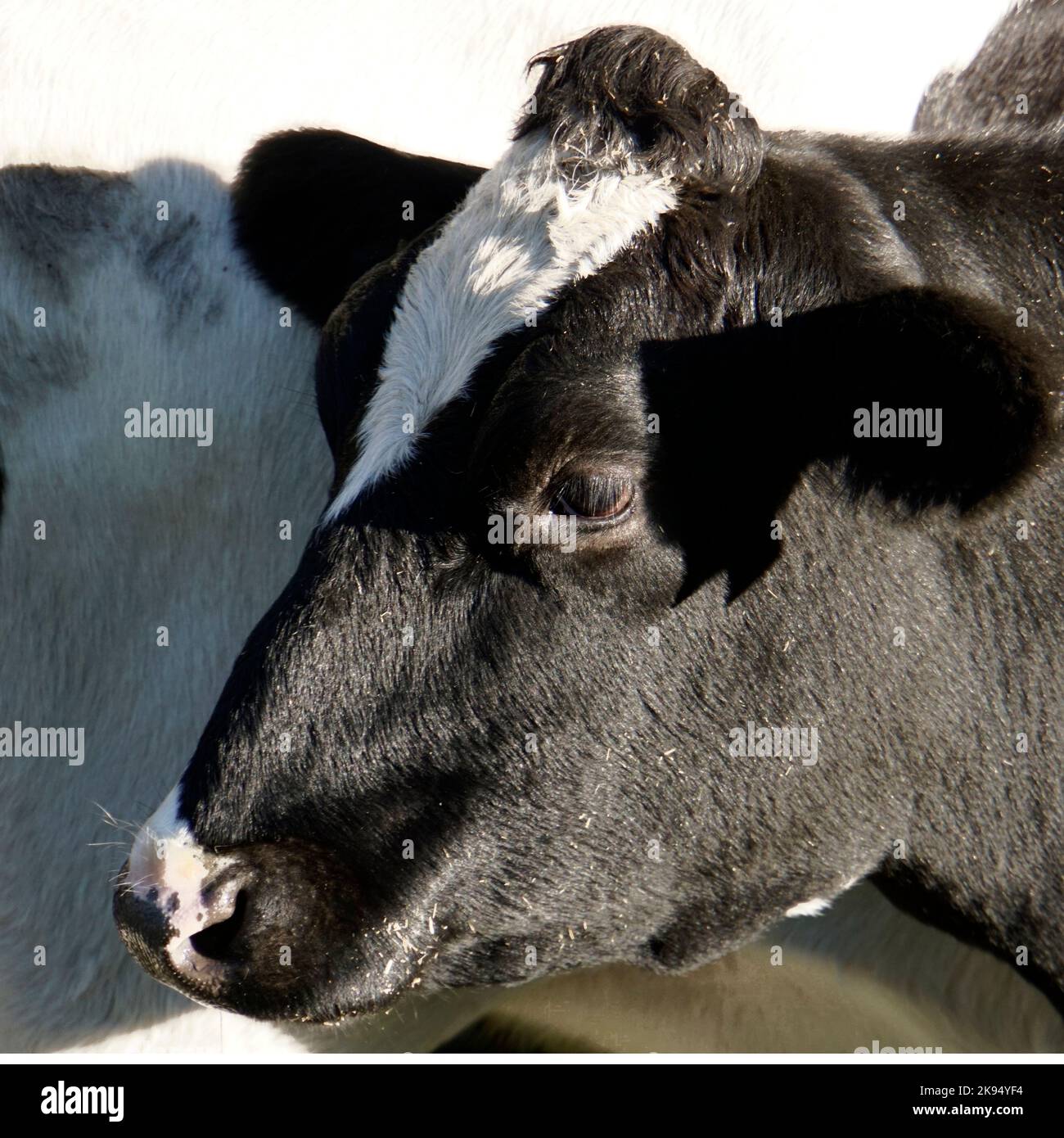 Beautiful holstein friesian cattle hi-res stock photography and images ...