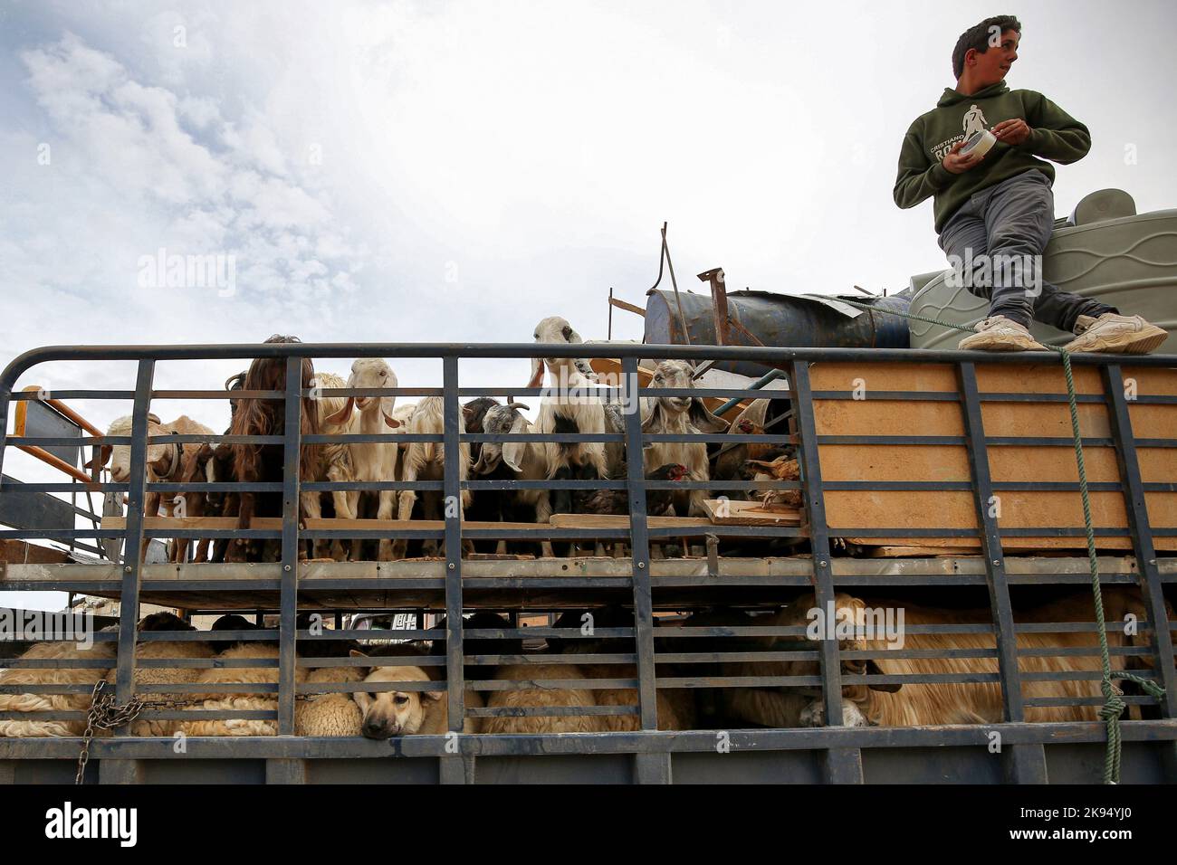 Syrian cattle cattle hi-res stock photography and images - Alamy