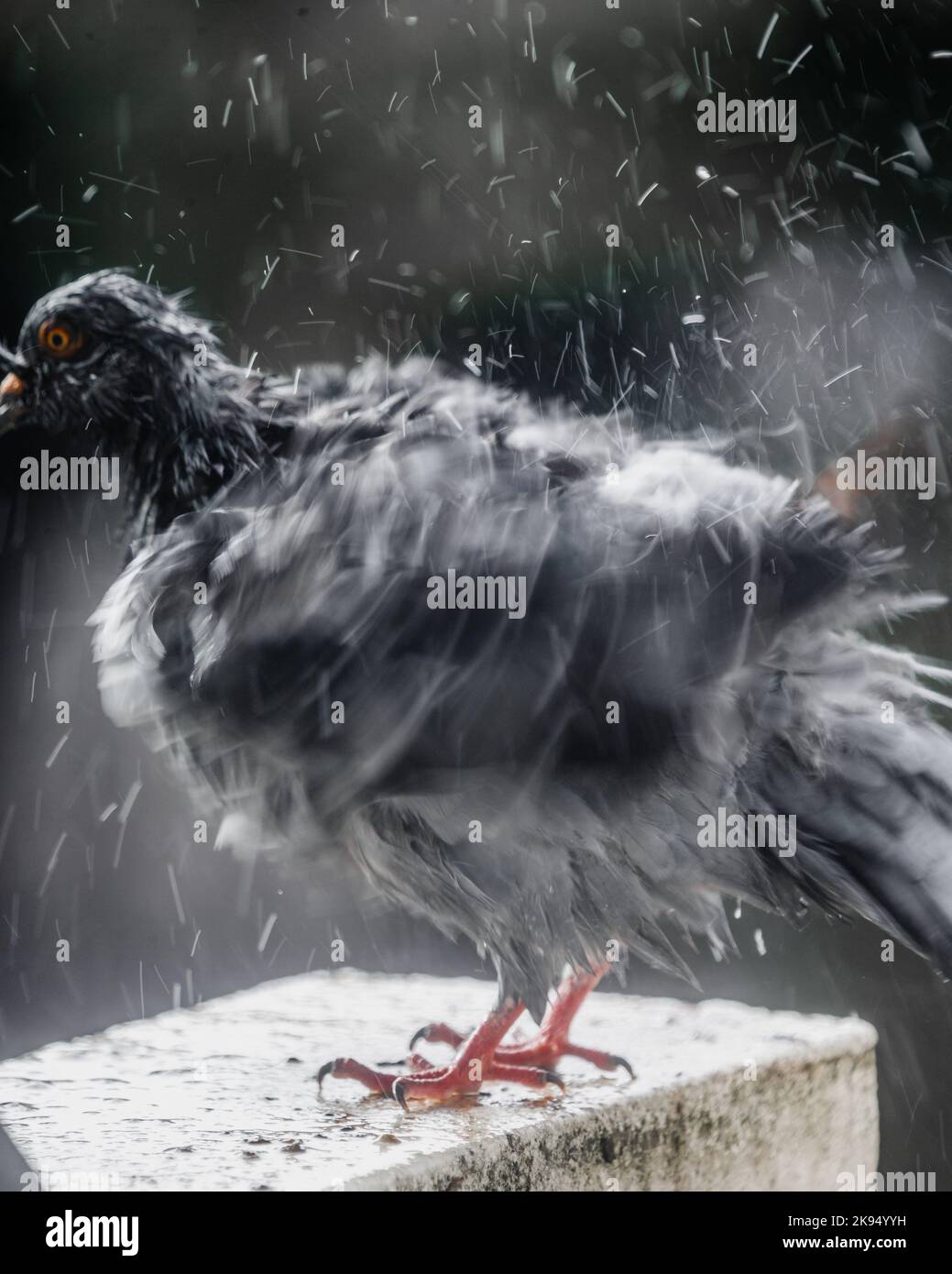 A rain sodden pigeon attempts to shake off the rain from its feathers ...