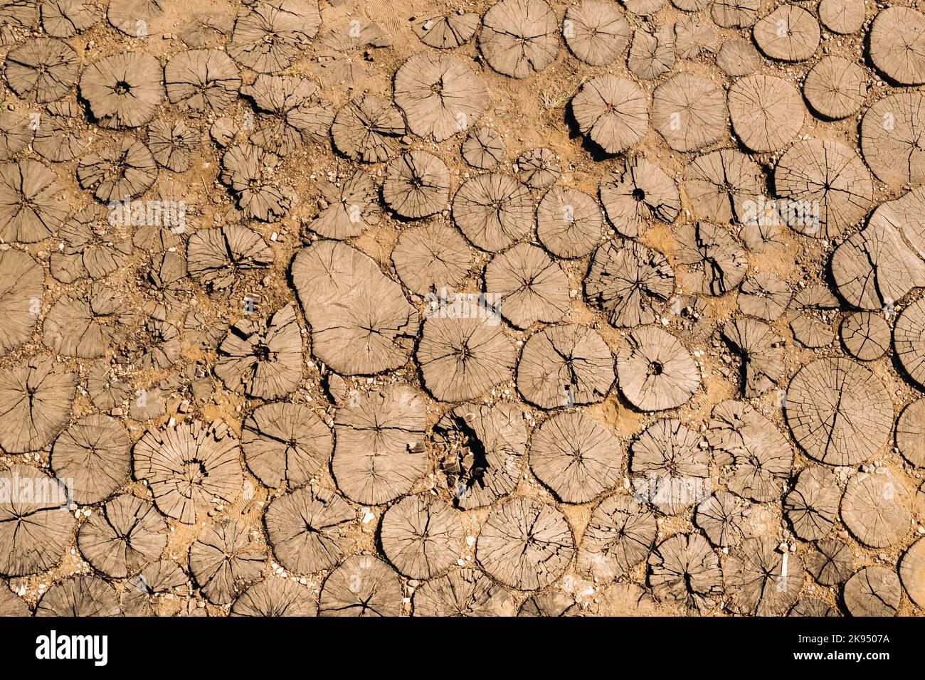 the old path is laid out of round wooden sections. Background of wooden ...