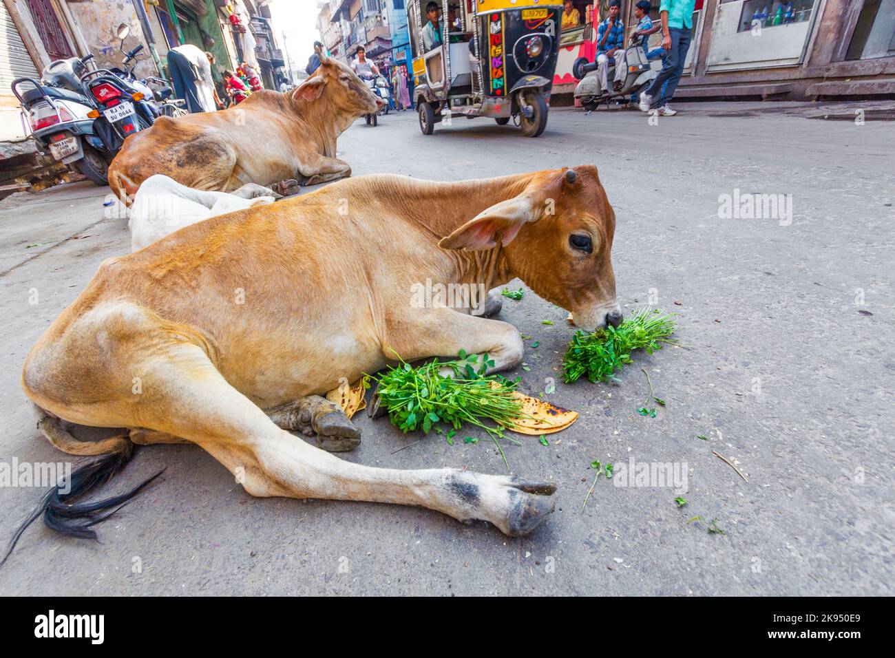 JODHPUR, INDIA - OCT 23, 2012: indian cow eating vegetables and bread ...