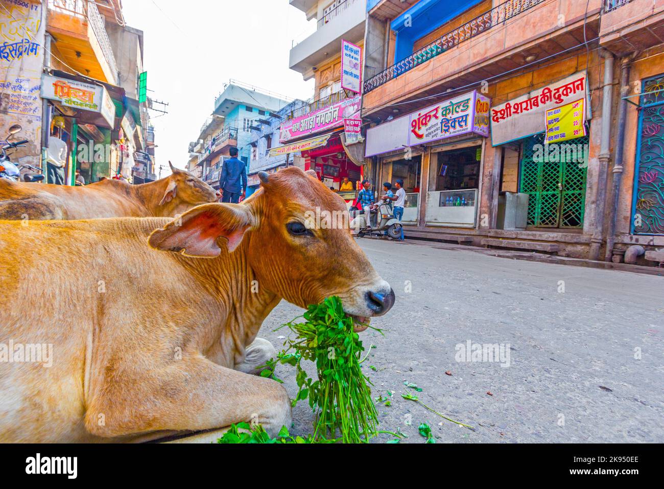 JODHPUR, INDIA - OCT 23, 2012: indian cow eating vegetables and bread ...