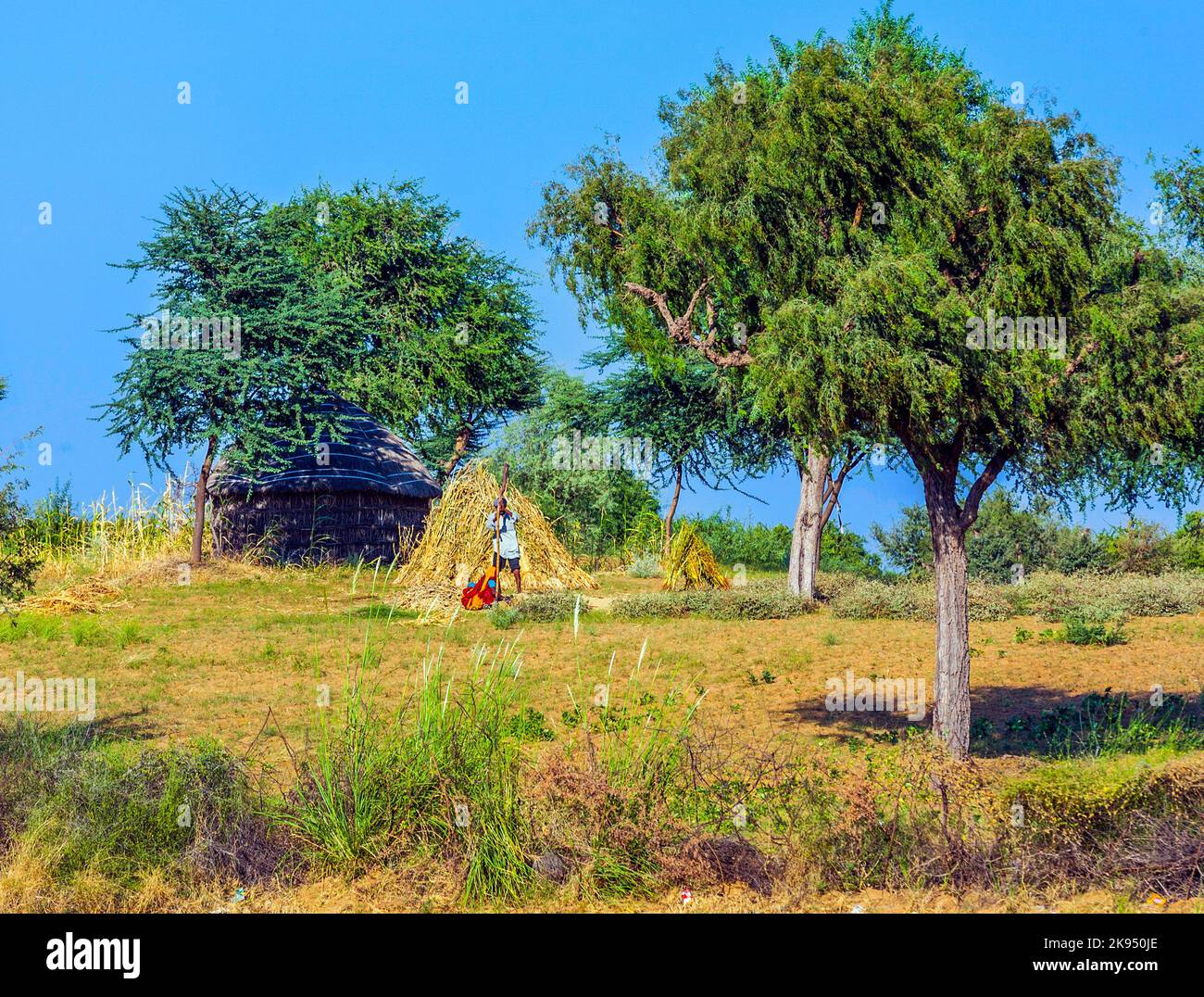 BIKANER, INDIA - OCT 24 : An agricultural worker builds a new straw ...