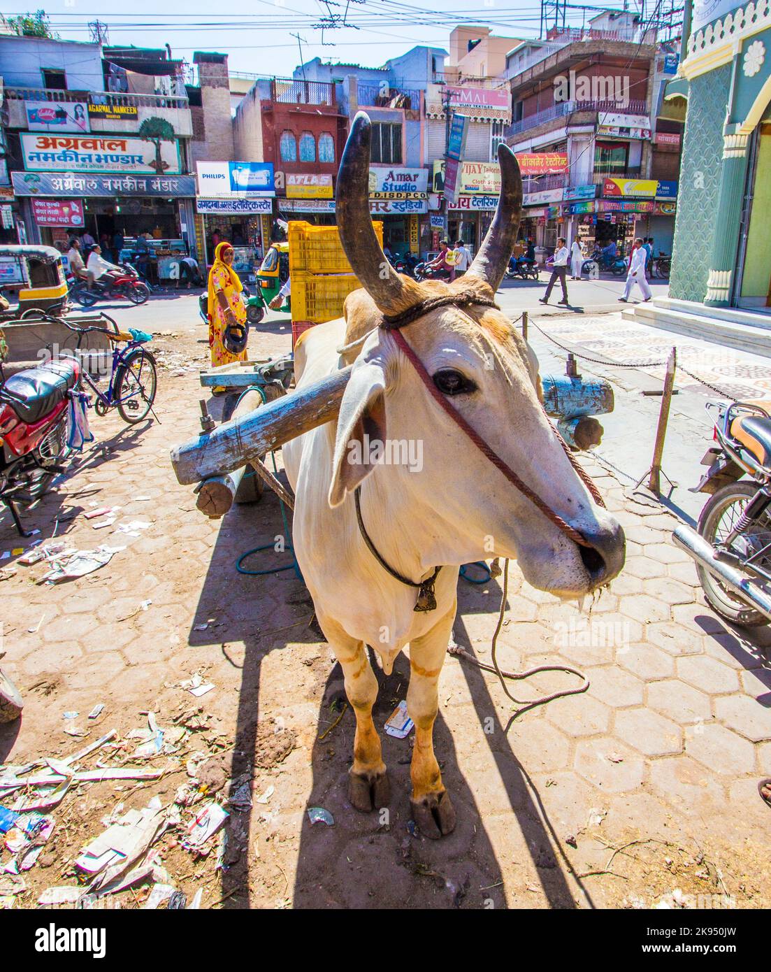 Traditional indian ox cart transport hi-res stock photography and ...