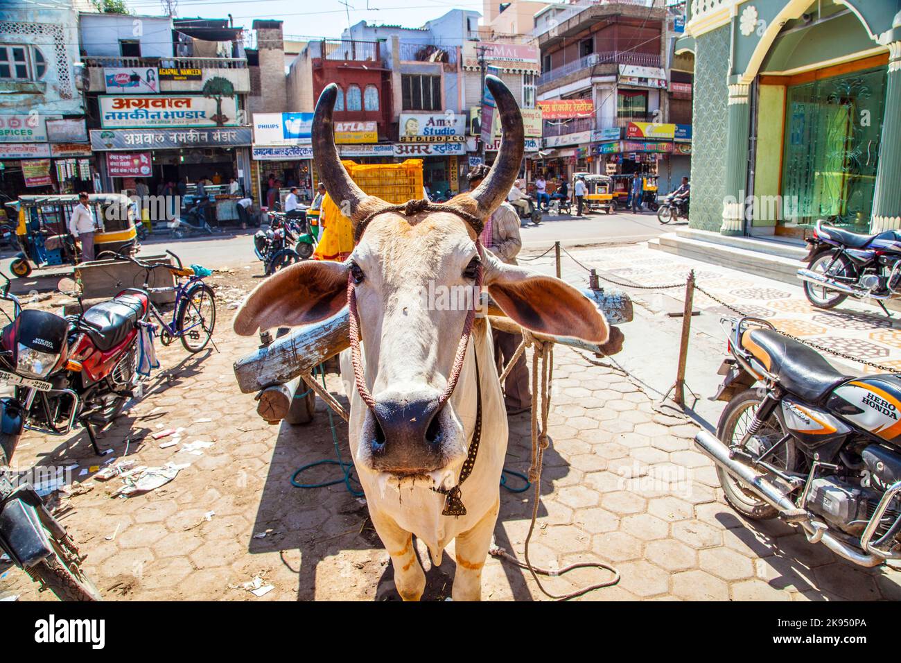 BIKANER, INDIA - OCT 24: ox cart transportation on a street on October ...