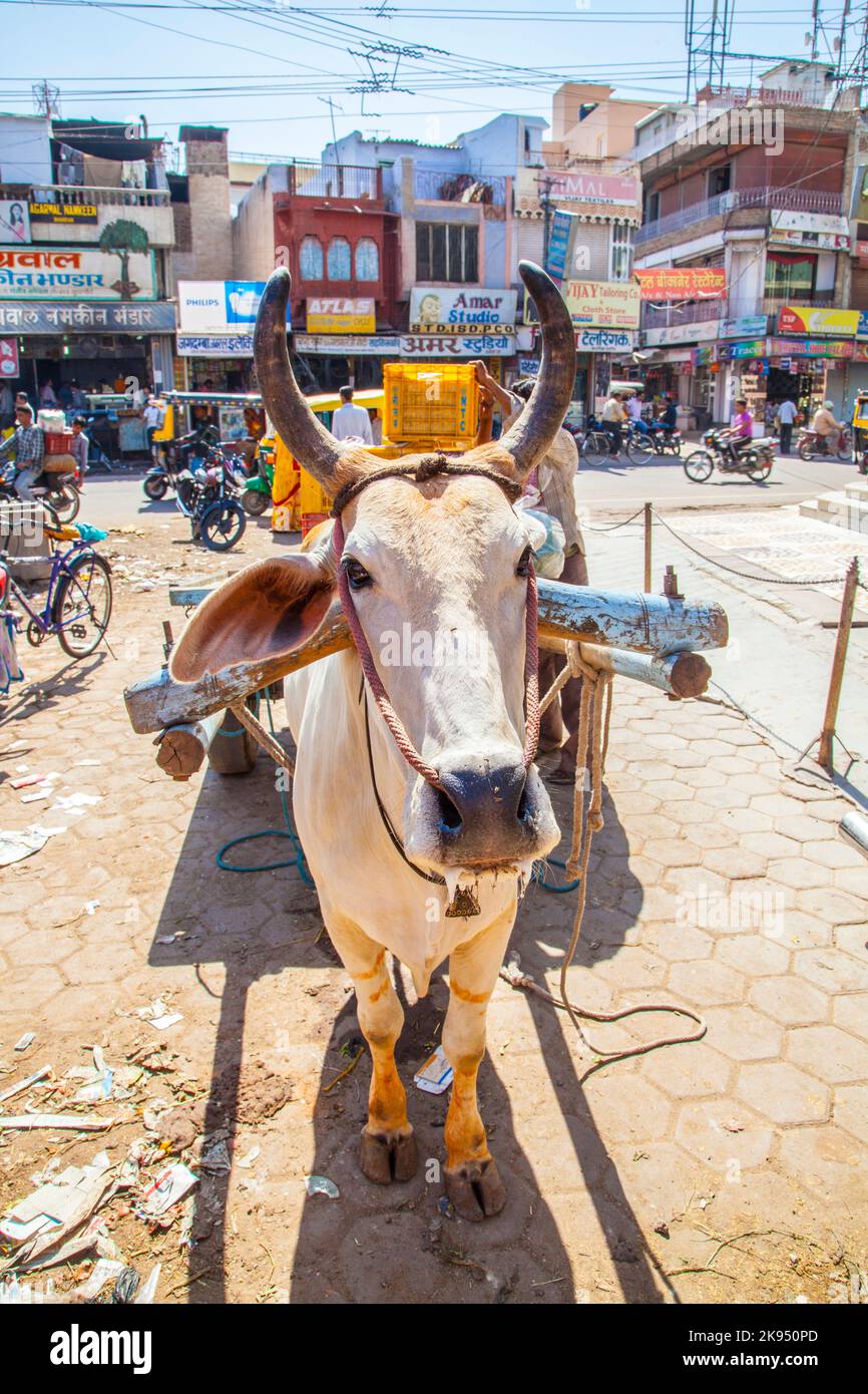 BIKANER, INDIA - OCT 24: ox cart transportation on a street on October ...
