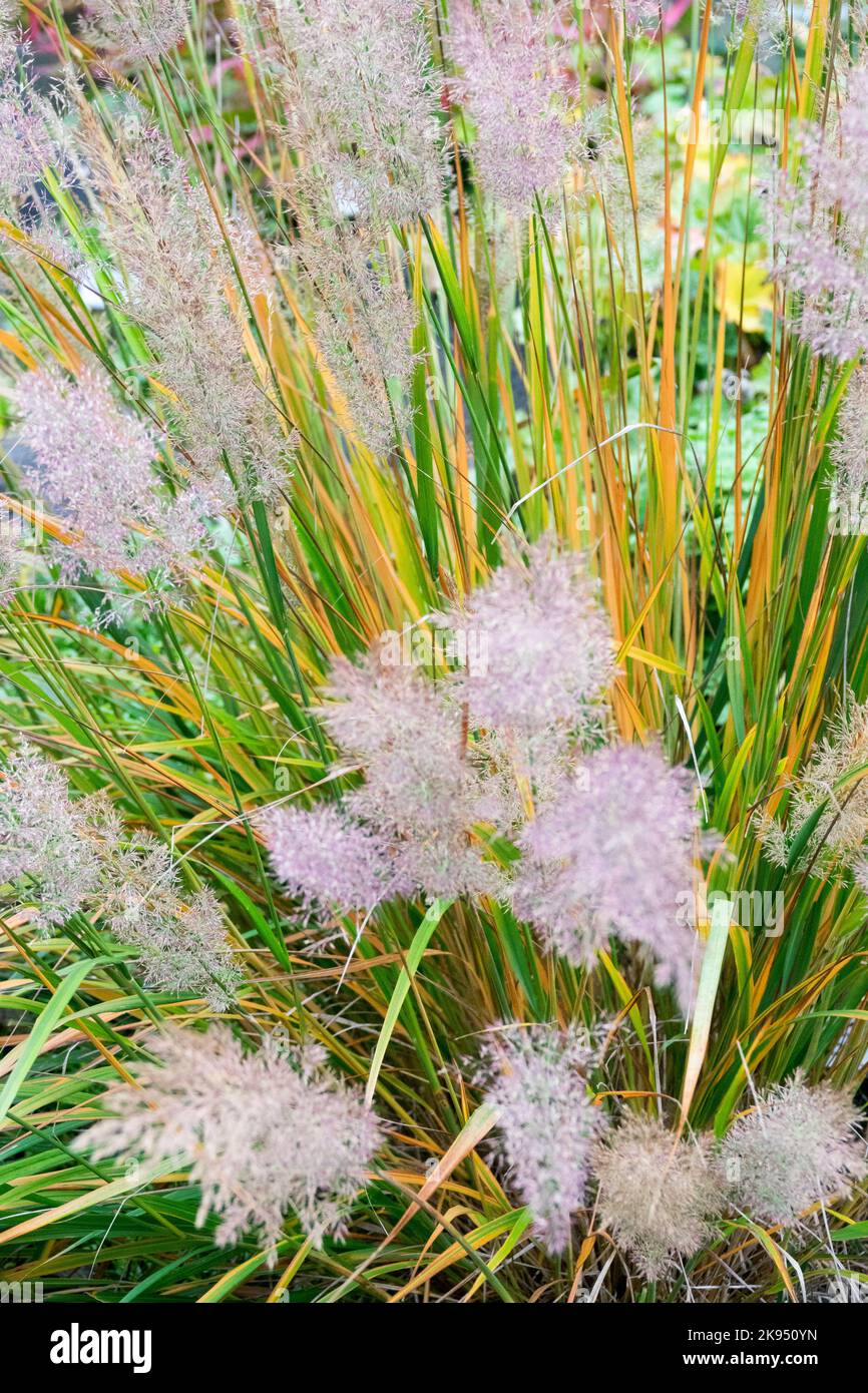 Purple moor-grass, Molinia caerulea "Heidebraut", Molinia, Autumn ...