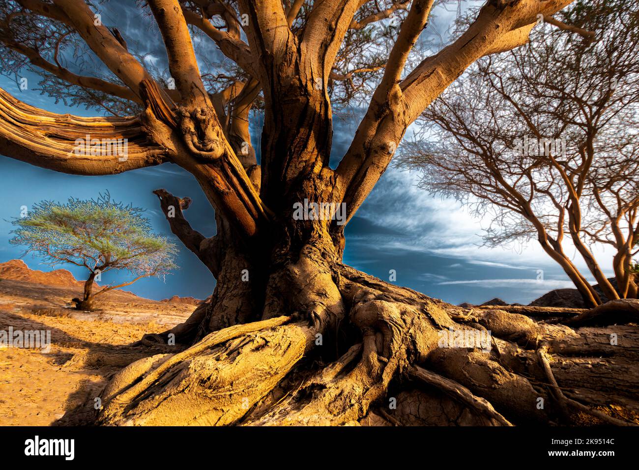 Huge tree root and its branches from desert Stock Photo - Alamy