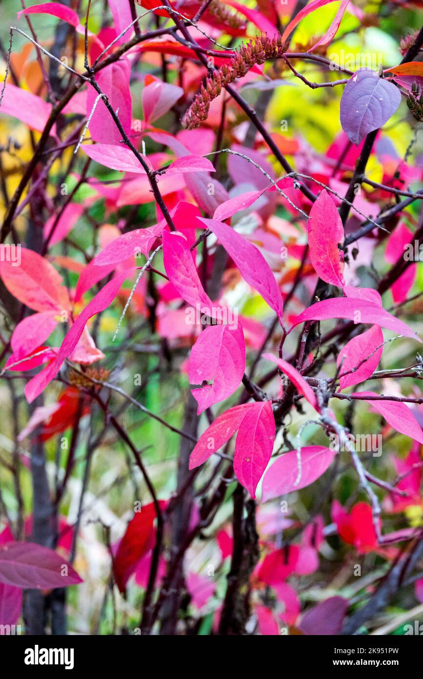 Leatherwood, Cyrilla racemiflora, Autumn, Shrub, Swamp Cyrilla ...