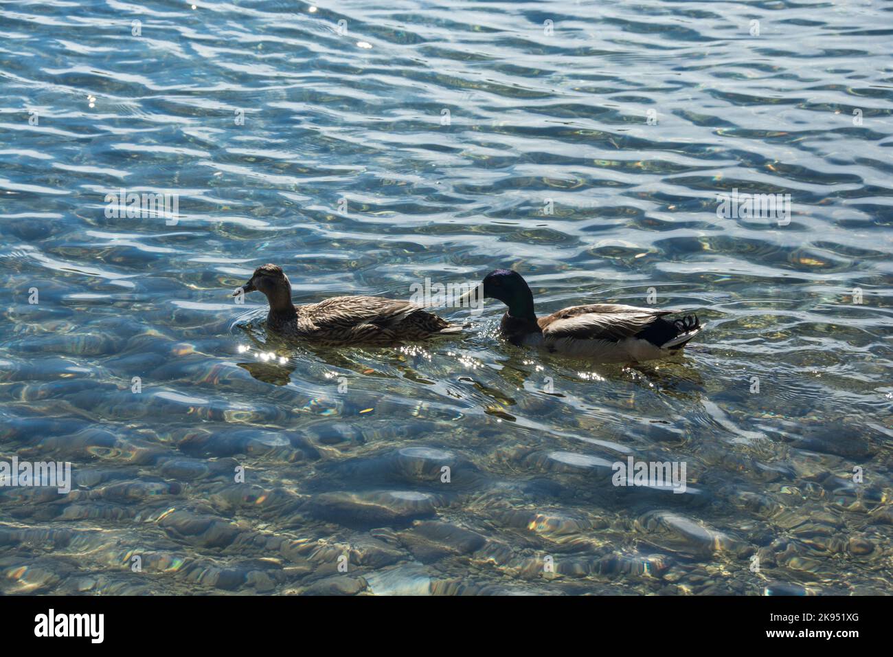 The wild ducks swimming in a lake at Skiathos Island, Greece Stock ...