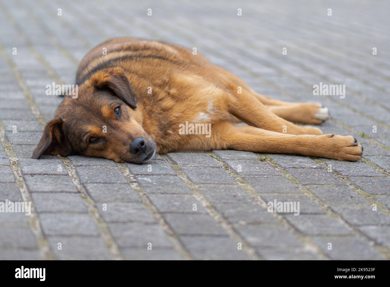 A homeless dog lying on the street Stock Photo - Alamy