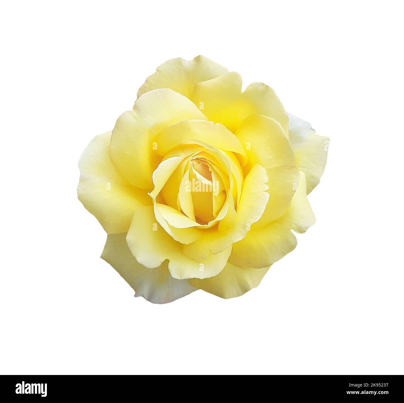Gloria dei rose hi-res stock photography and images - Alamy