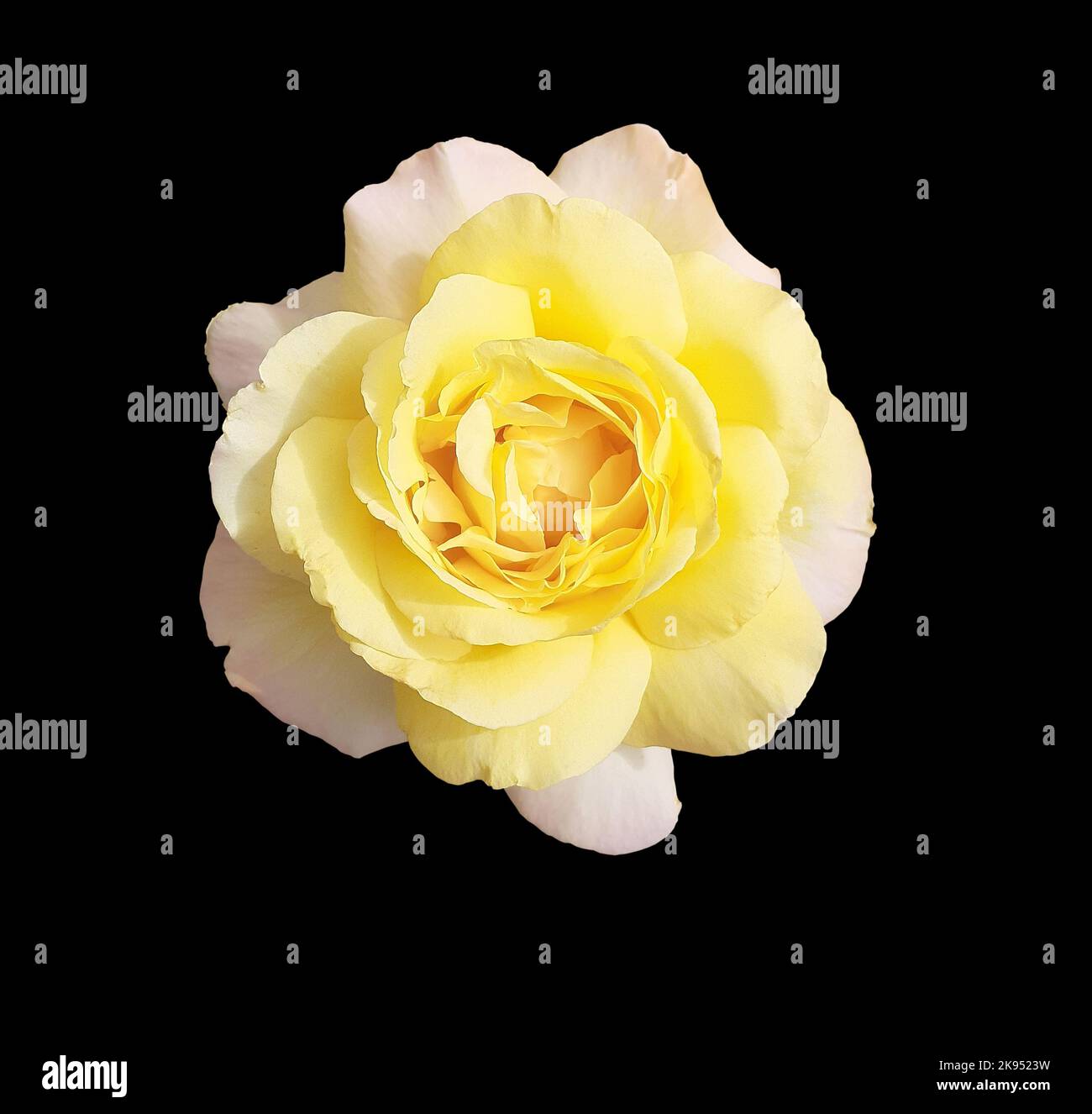 Gloria dei rose hi-res stock photography and images - Alamy