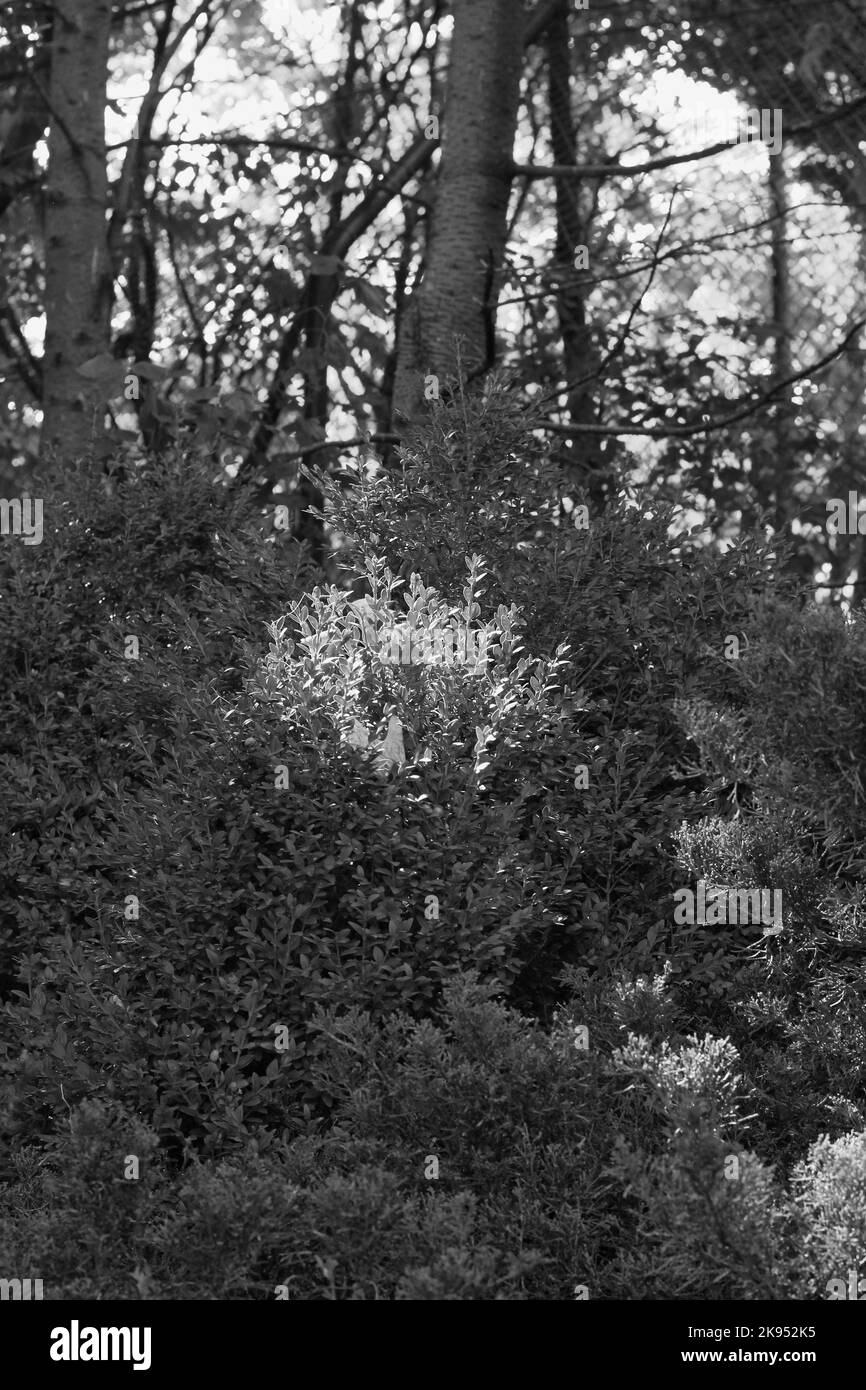 Overgrown pasture full of leafy plants with the light shining on a bush ...