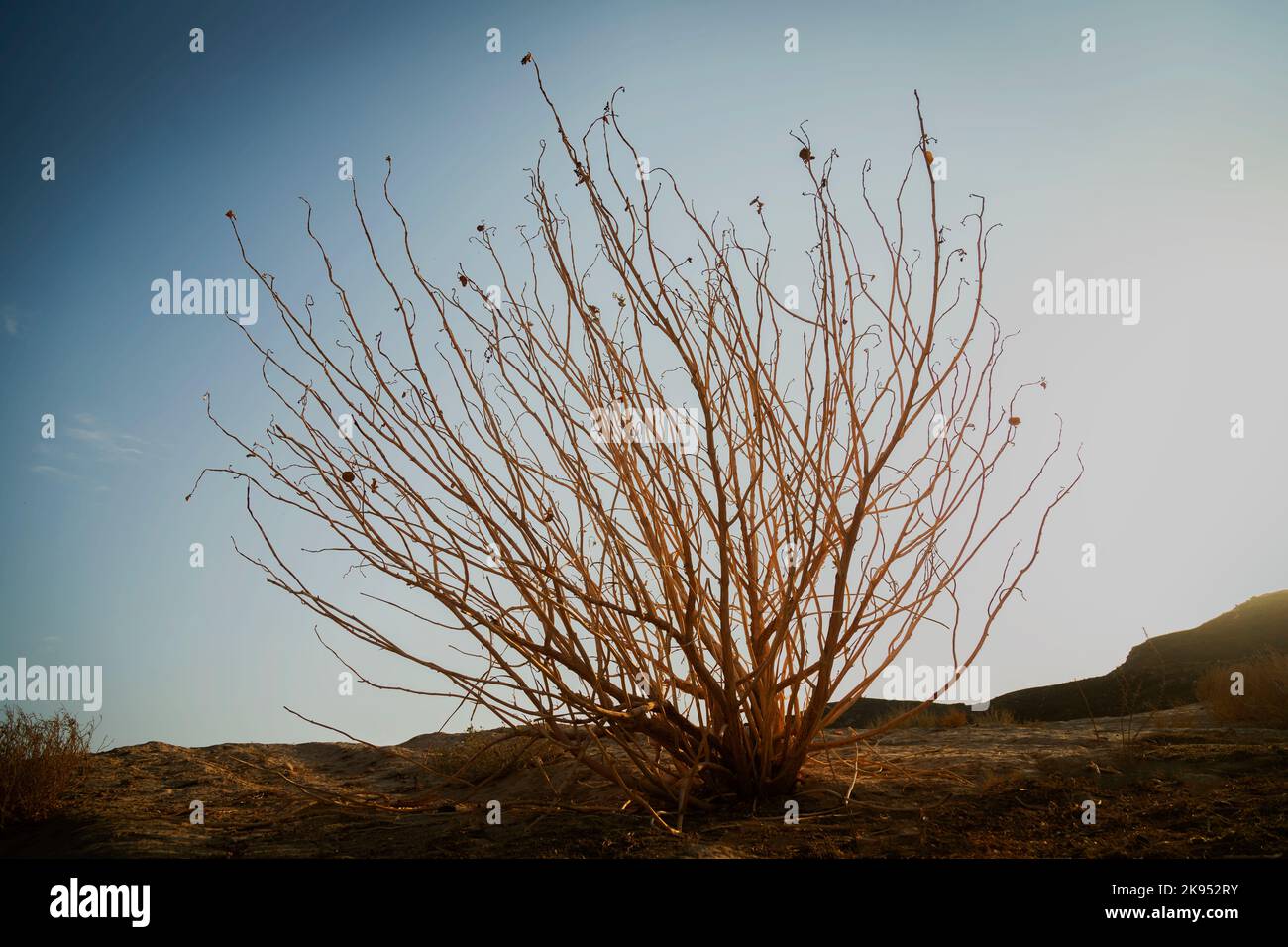 Big trees from deserts stand alone Stock Photo - Alamy