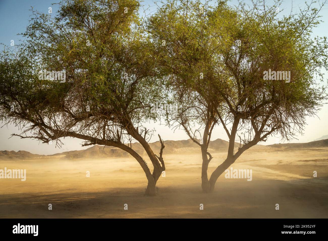 Big trees from deserts stand alone Stock Photo - Alamy