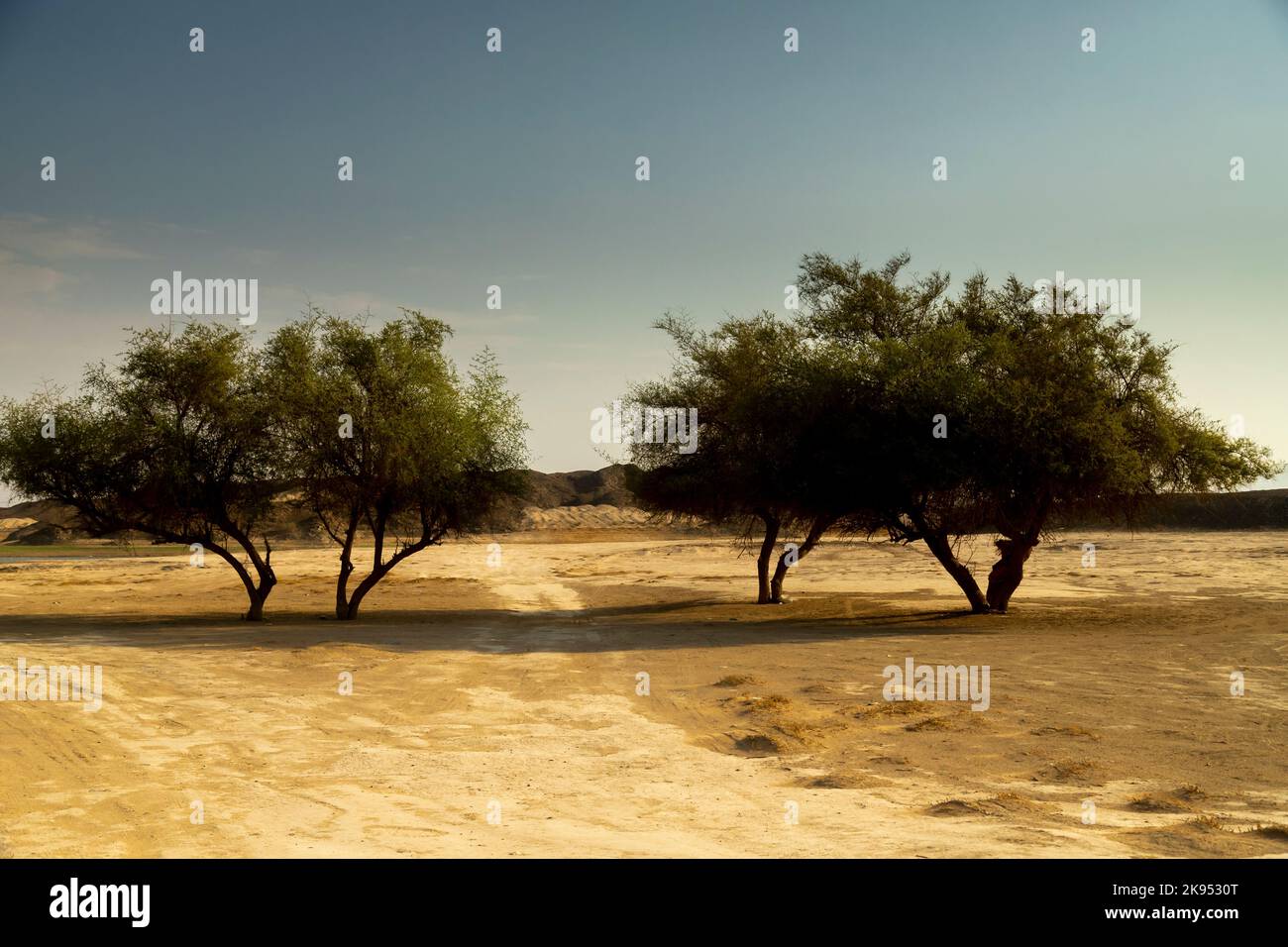 Big trees from deserts stand alone Stock Photo - Alamy
