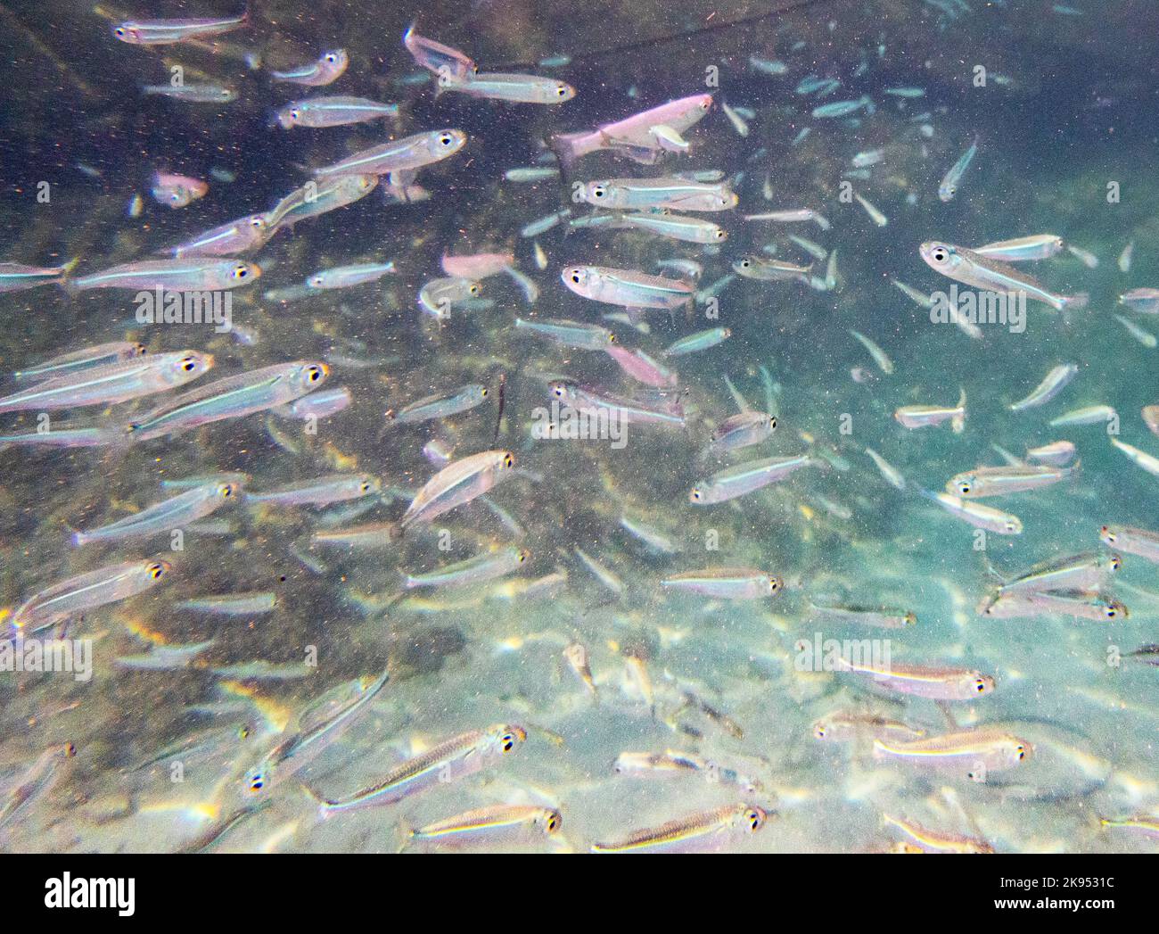 Shoal of Hardyhead Silverside fish, (Atherinomorus lacunosus) Eastern ...