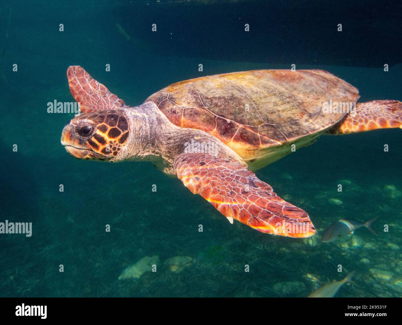 Underwater picture of a Loggerhead sea Turtle, ( Caretta caretta ...