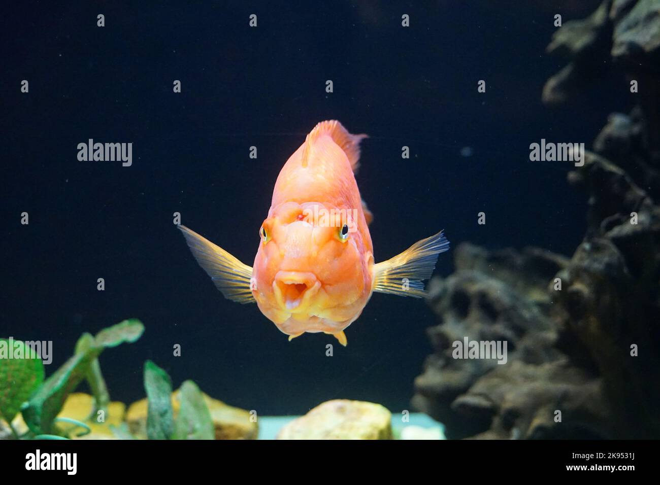 Golden Fish Ikan Mas at Batu Secret Zoo, Malang, Indonesia Stock Photo ...
