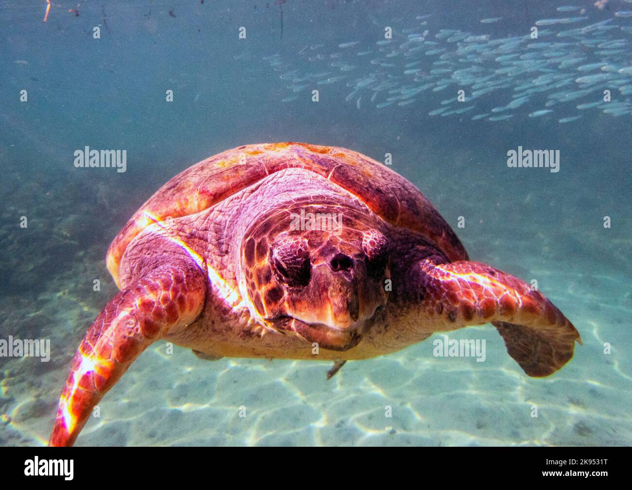 Underwater picture of a Loggerhead sea Turtle, ( Caretta caretta ...