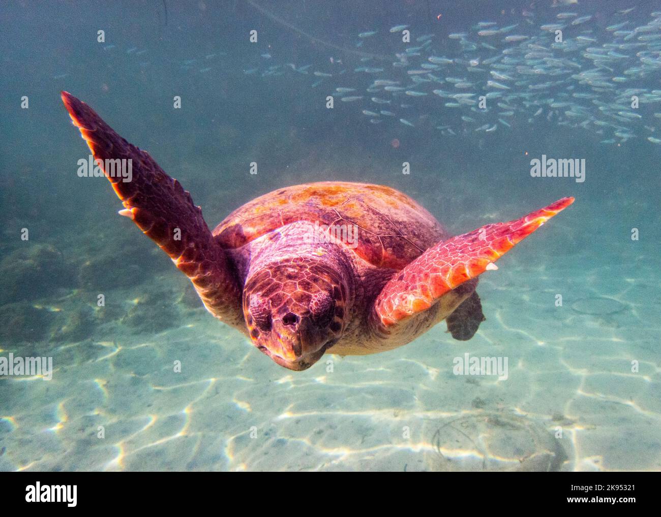 Underwater picture of a Loggerhead sea Turtle, ( Caretta caretta ...