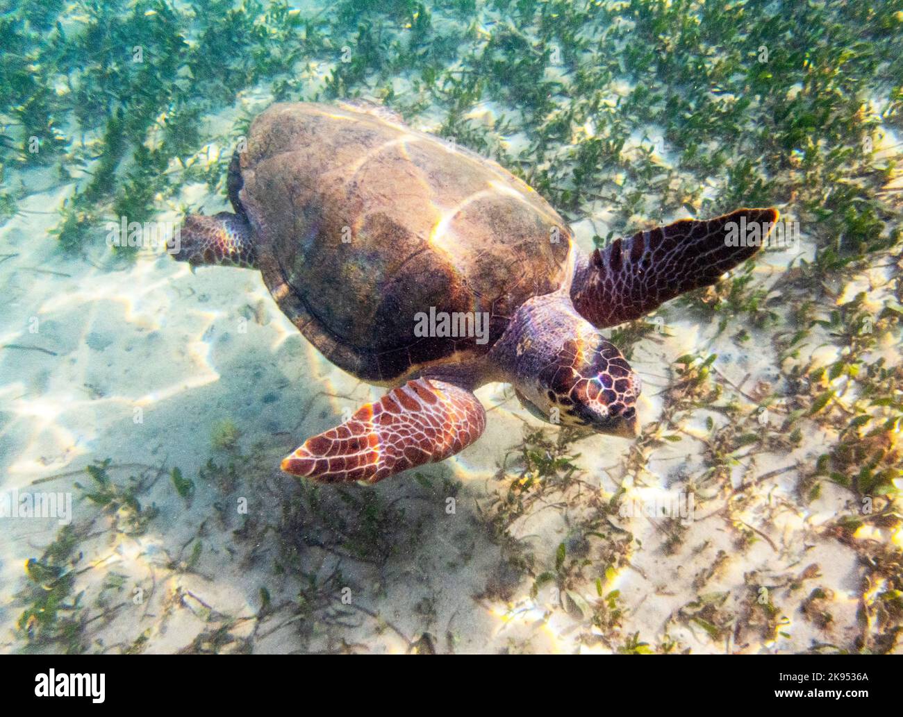 Underwater picture of a Loggerhead sea Turtle, ( Caretta caretta ...