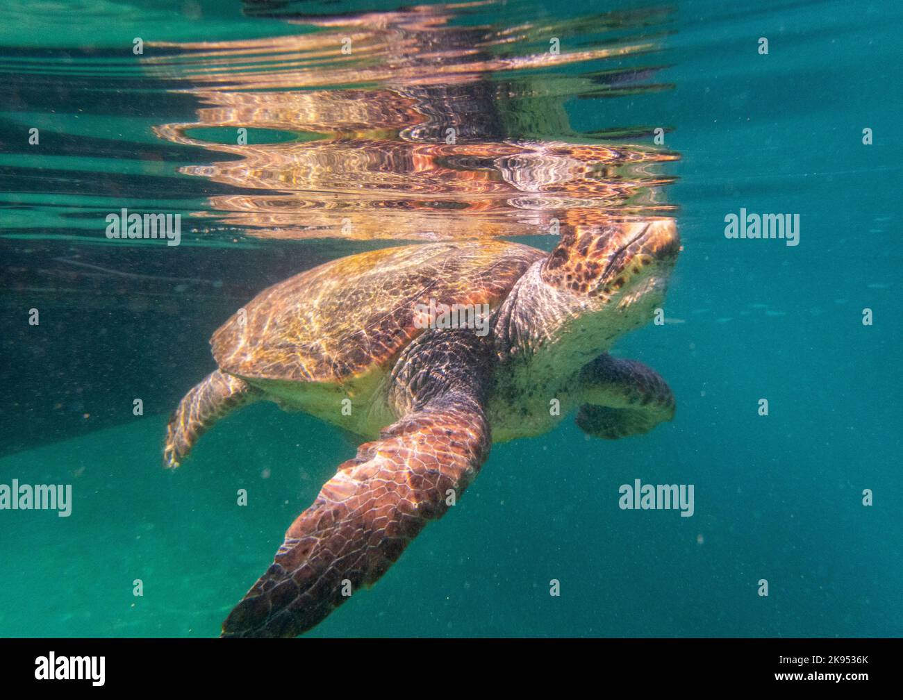 Underwater picture of a Loggerhead sea Turtle, ( Caretta caretta ...