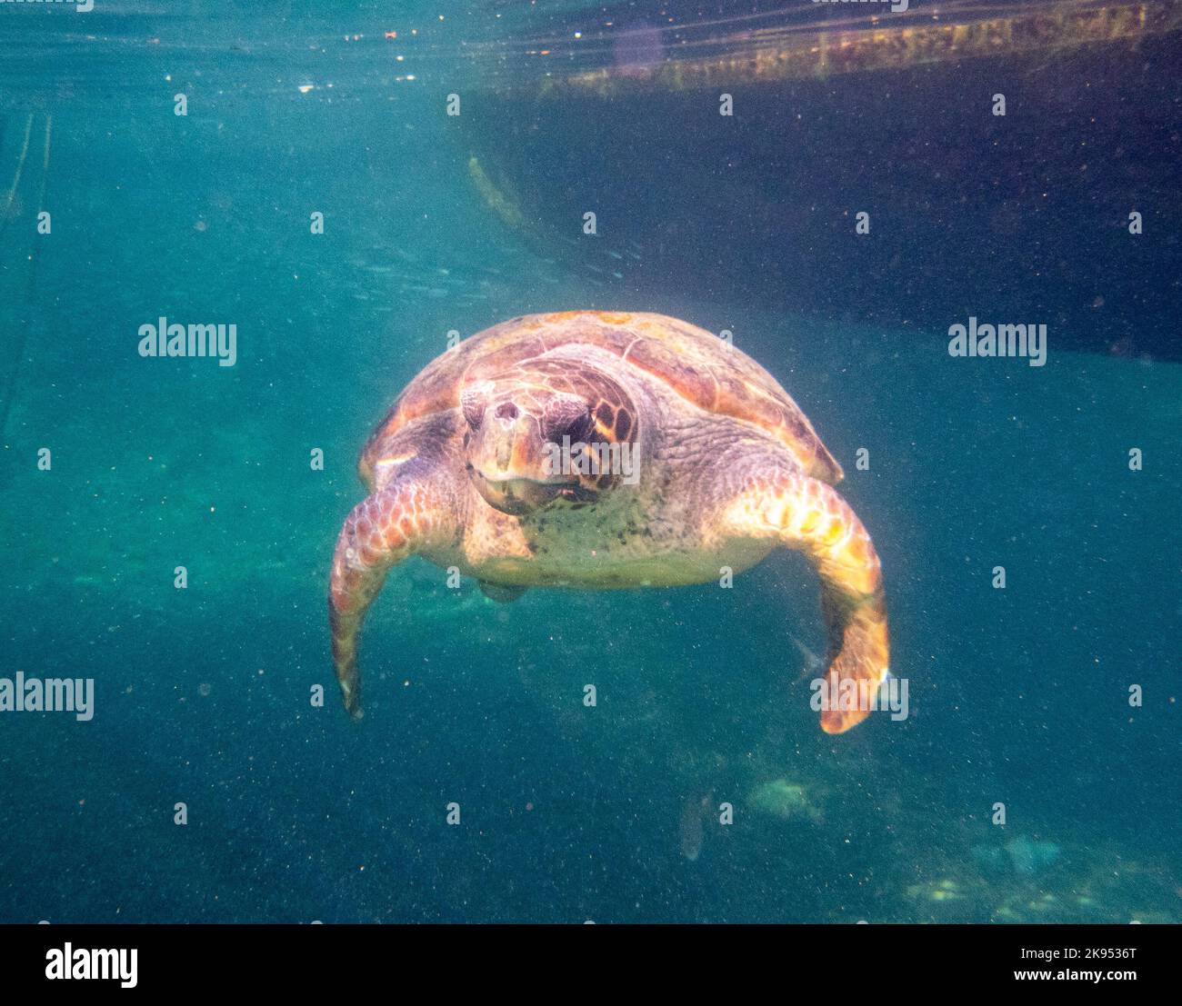 Underwater picture of a Loggerhead sea Turtle, ( Caretta caretta ...
