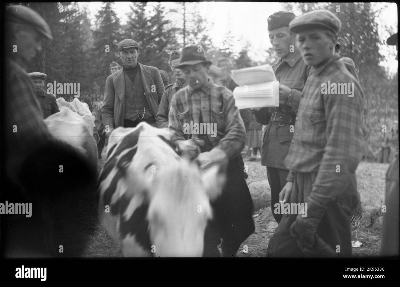 Evacuation of Finnish refugees, autumn 1944 Stock Photo - Alamy