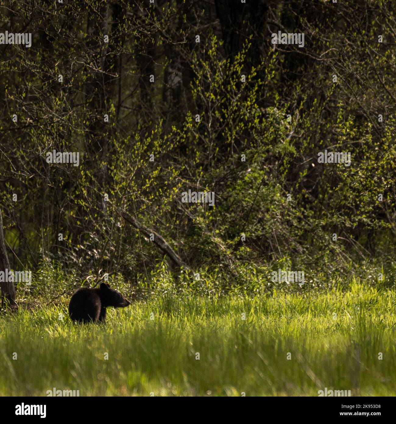 Small Black Bear Looks Across Grassy Field in Great Smoky Mountains ...